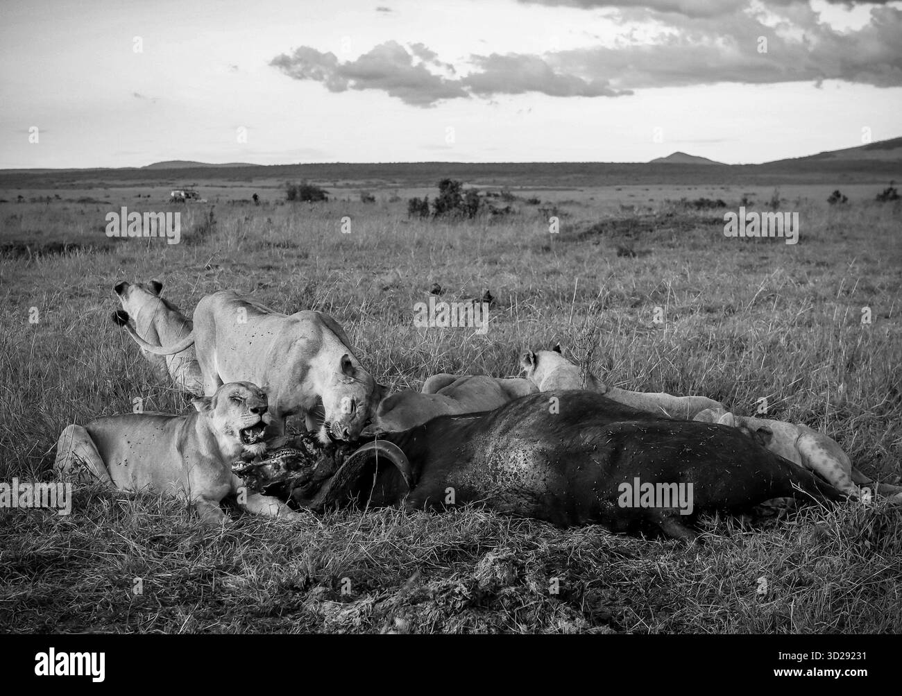 Pride of lions feeding on a buffalo carcass in the vast African savanna ...