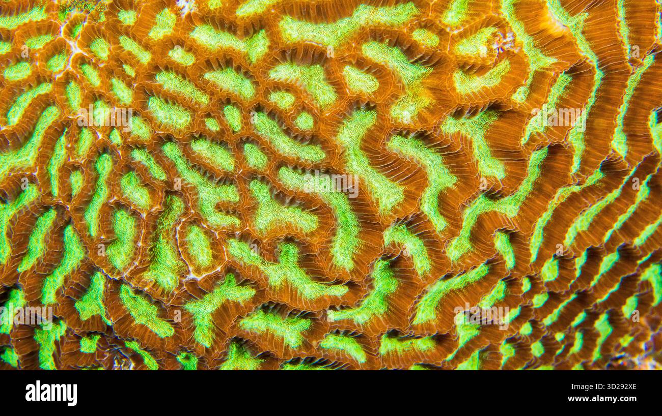 Boulder Coral, Reef Building Coral, Stony Coral, Branching Coral, Coral ...
