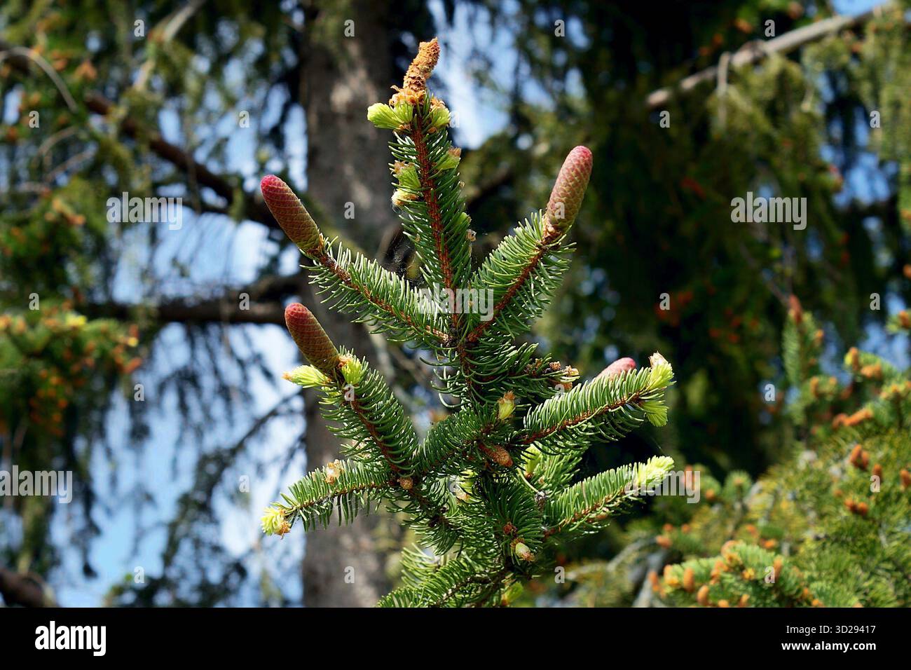 Red spruce tree stands hi-res stock photography and images - Alamy
