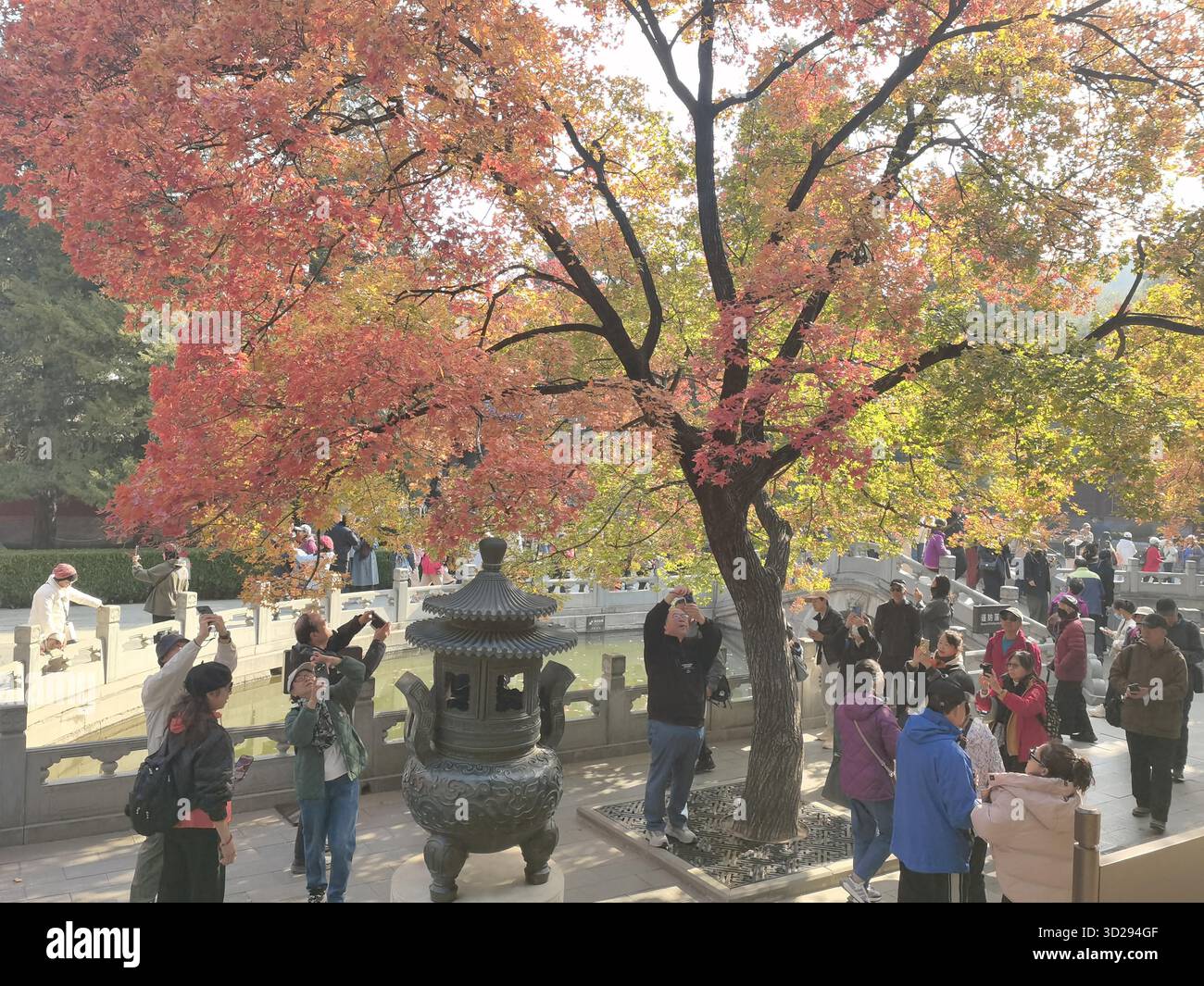 Maple leaves turn red at Xiangshan Park in Beijing, China, 28 October ...