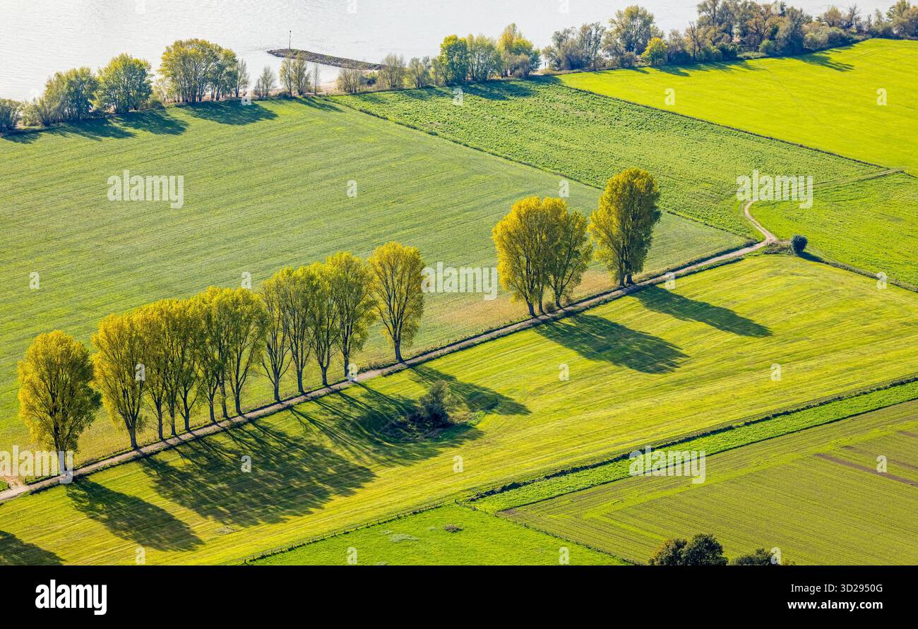 Luftbild, Baumallee mit Schattenwurf auf einer Wiese am Fluss Rhein ...