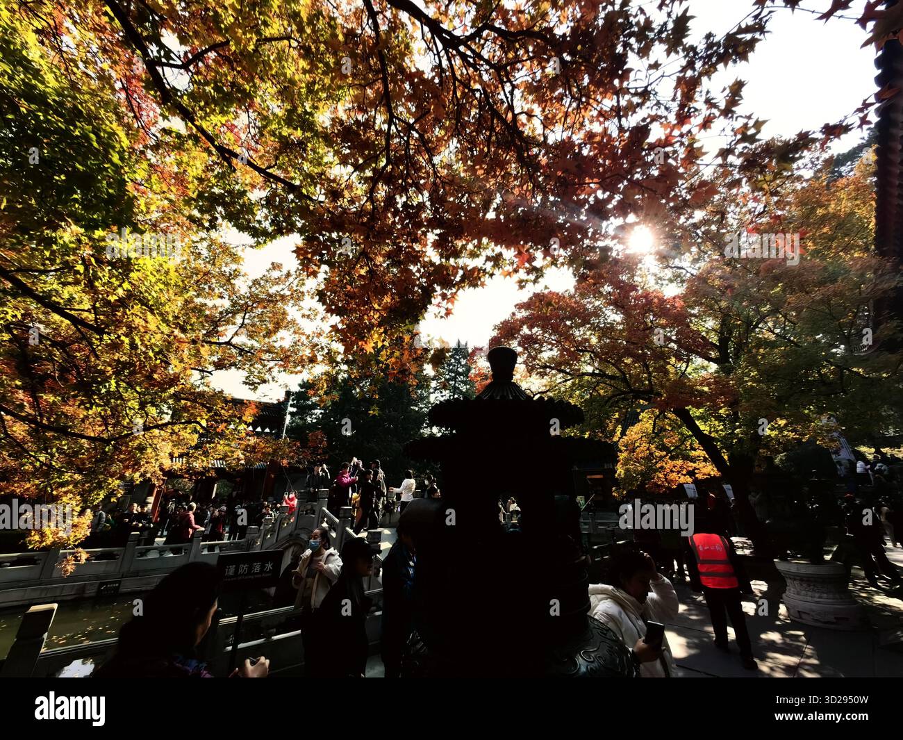 Maple leaves turn red at Xiangshan Park in Beijing, China, 28 October ...