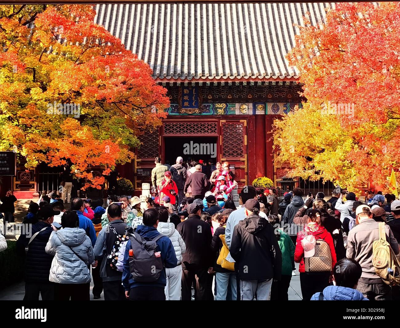 Maple leaves turn red at Xiangshan Park in Beijing, China, 28 October ...