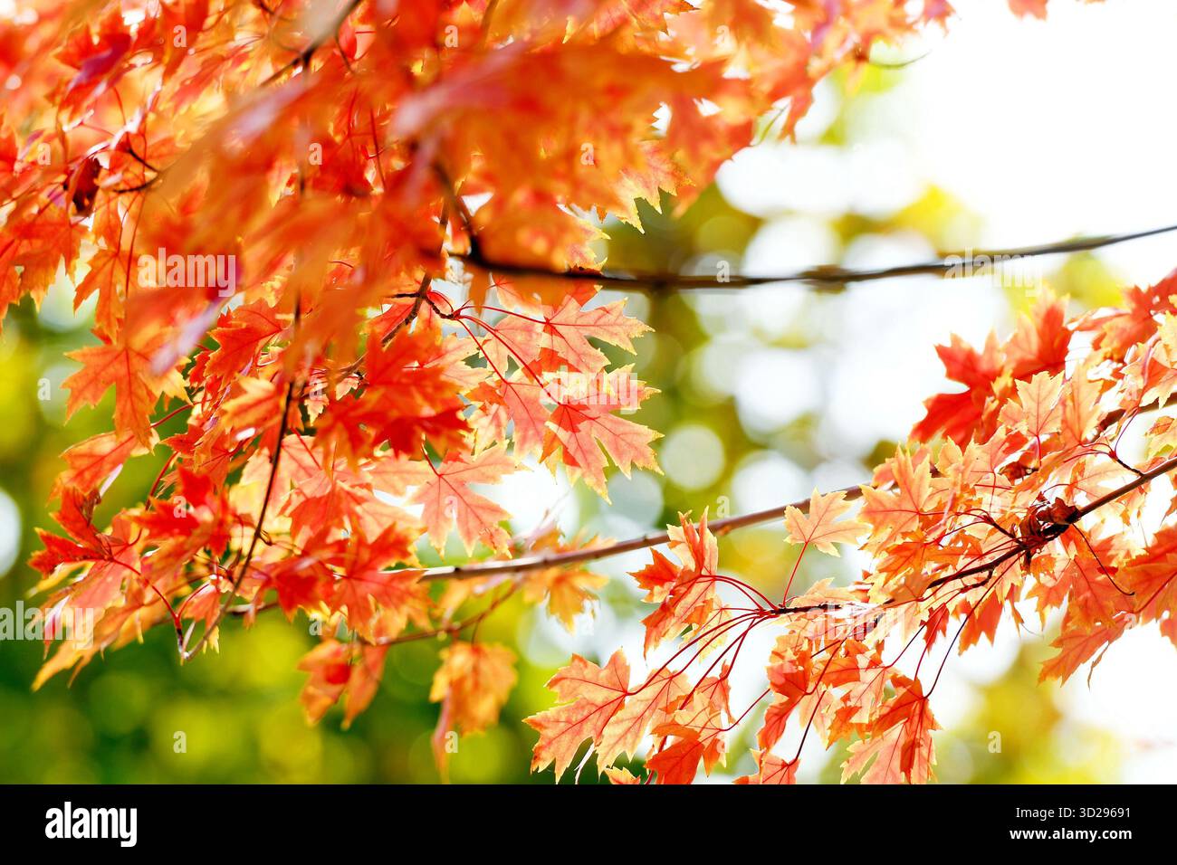 Red maple trees attract tourists in Qingdao City, east China's Shandong ...
