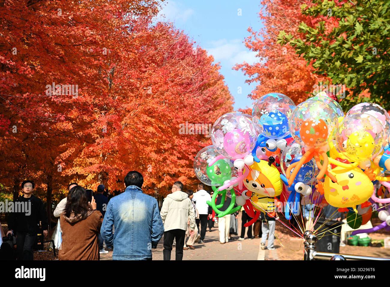 Red maple trees attract tourists in Qingdao City, east China's Shandong ...