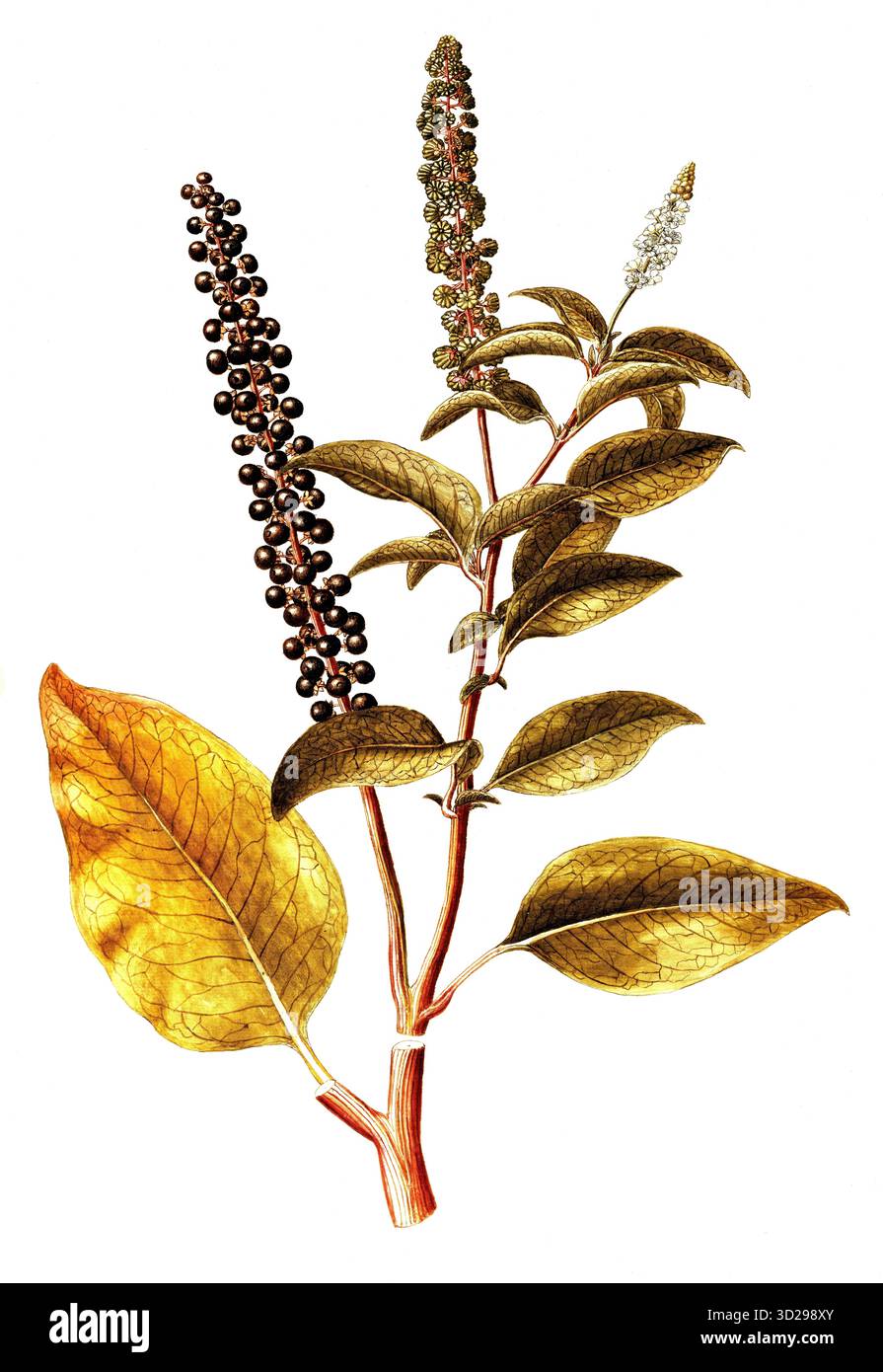 1770 illustration vintage Cut Out Stock Images & Pictures - Alamy