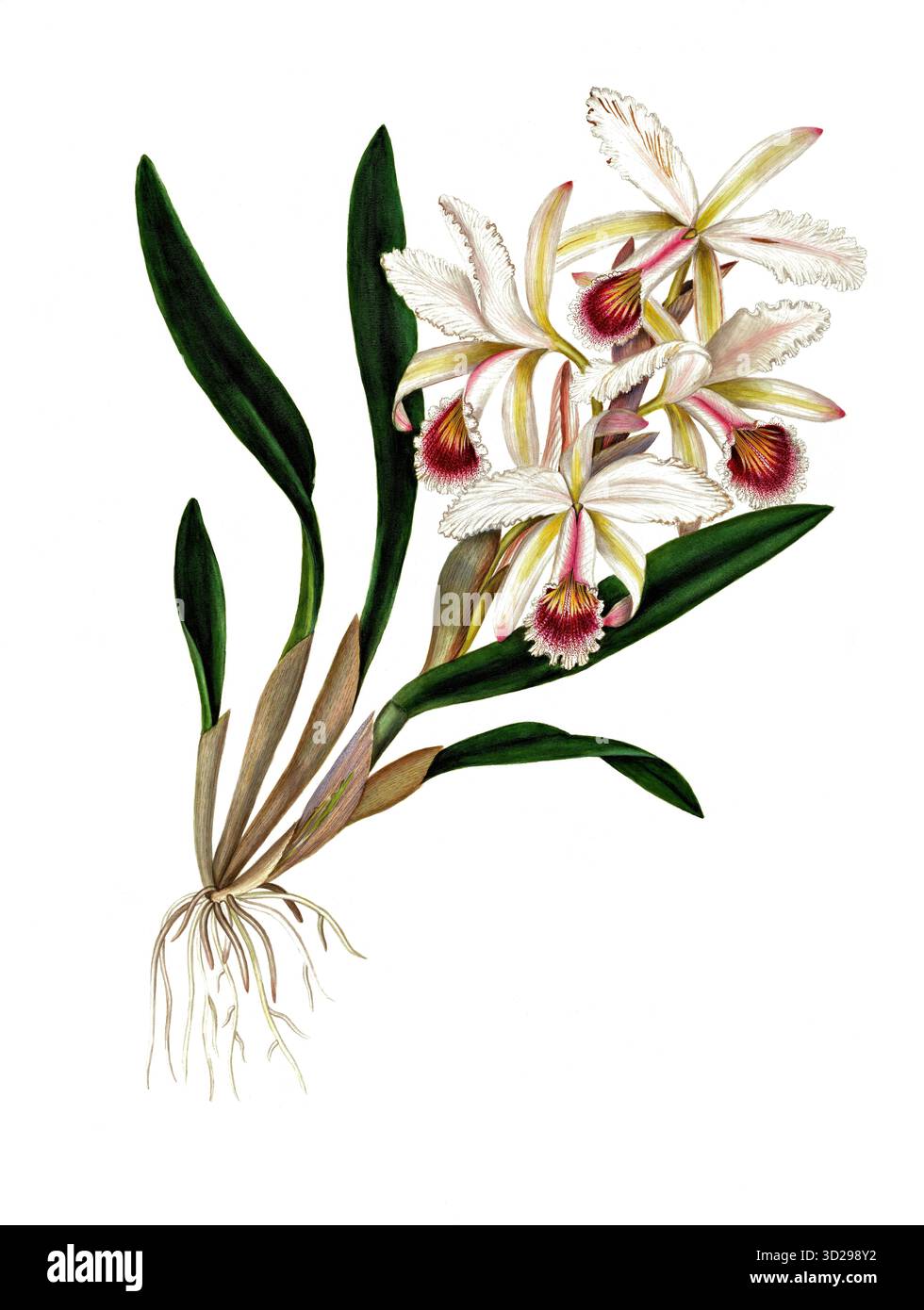 Osterorchidee, Easter orchid, Cattleya mossiae Hook, Orchidaceae ...