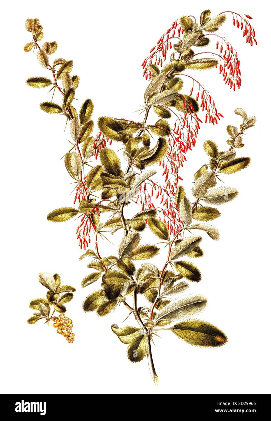 Botanical illustration barberry Cut Out Stock Images & Pictures - Alamy
