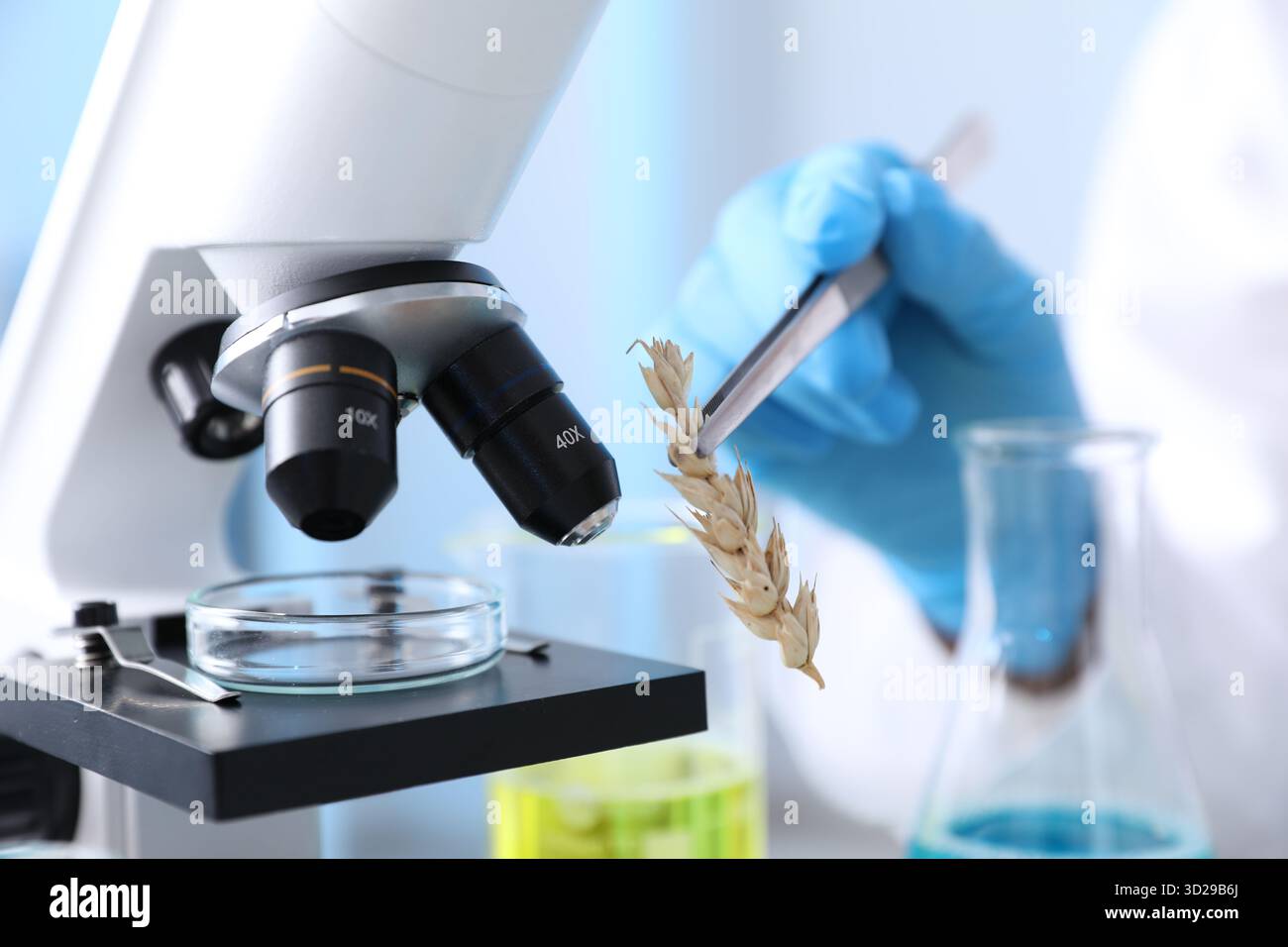 GMO concept. Scientist putting spike of wheat onto Petri dish under ...