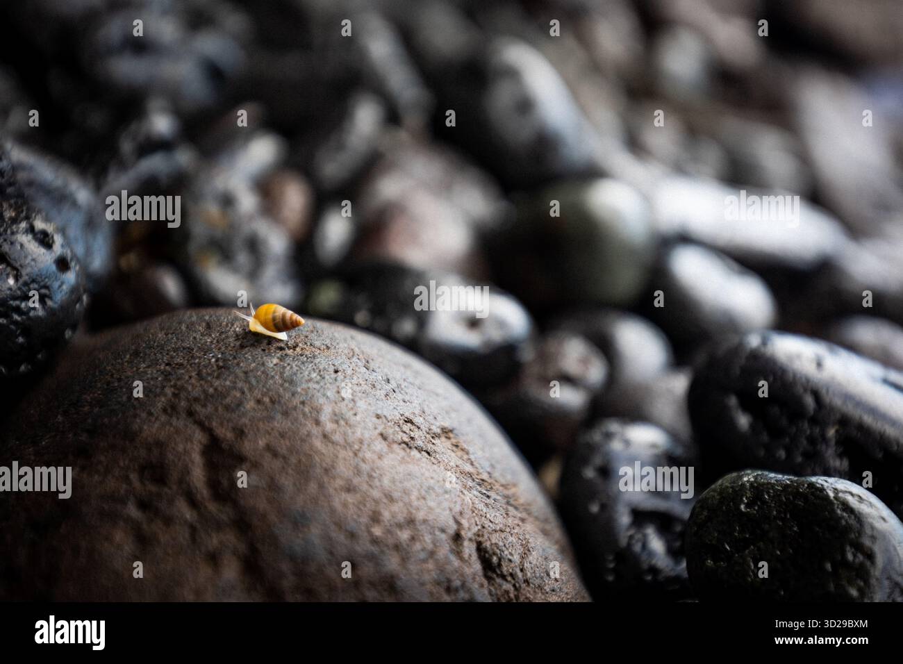 View tiny snail yellow hi-res stock photography and images - Alamy