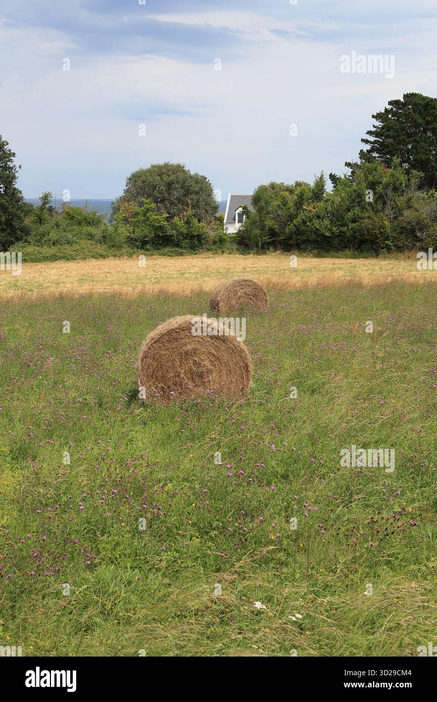 Field with hay bales outside the hamlet of Borfloch, Belle Ile en Mer ...