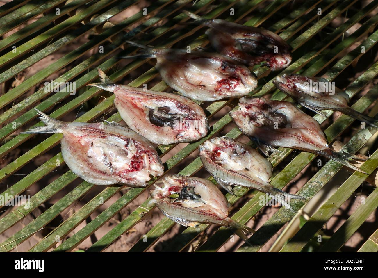 Sun-dried mineral river fish on a bamboo rack To preserve food, we make ...