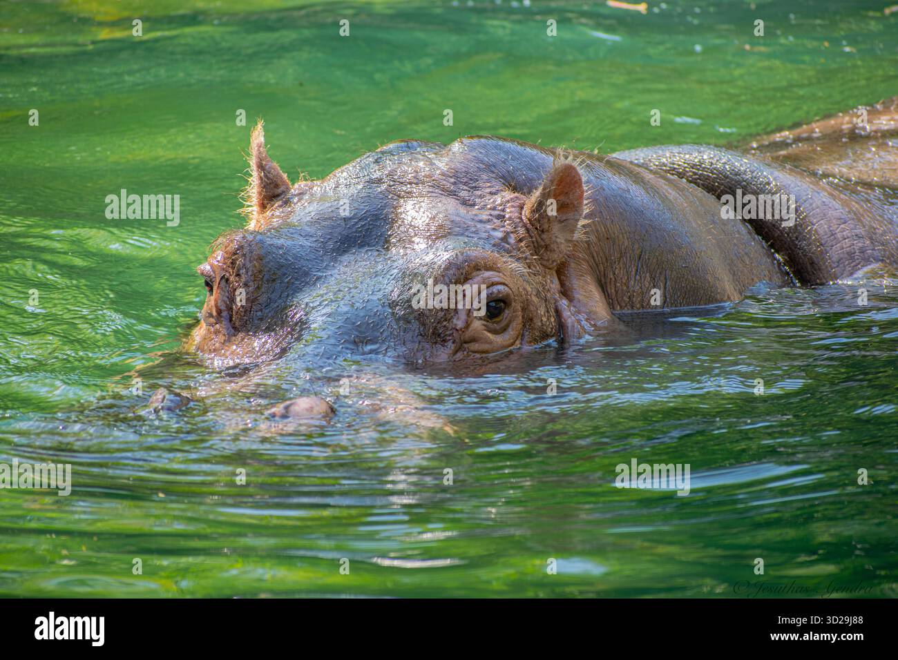 A hippopotamus swimming in a river, watching the surrounding with its ...