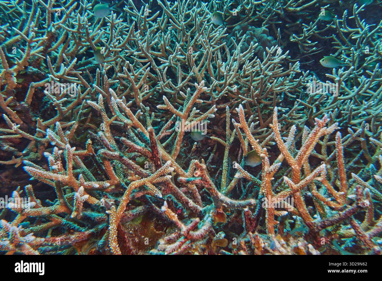 A bed of Acropora species staghorn hard corals on a tropical coral reef ...