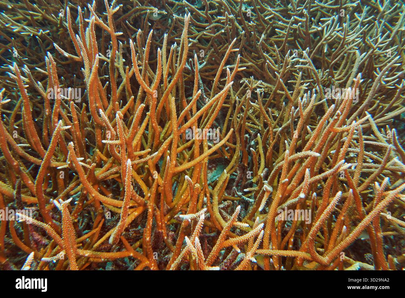 A bed of Acropora species staghorn hard corals on a tropical coral reef ...