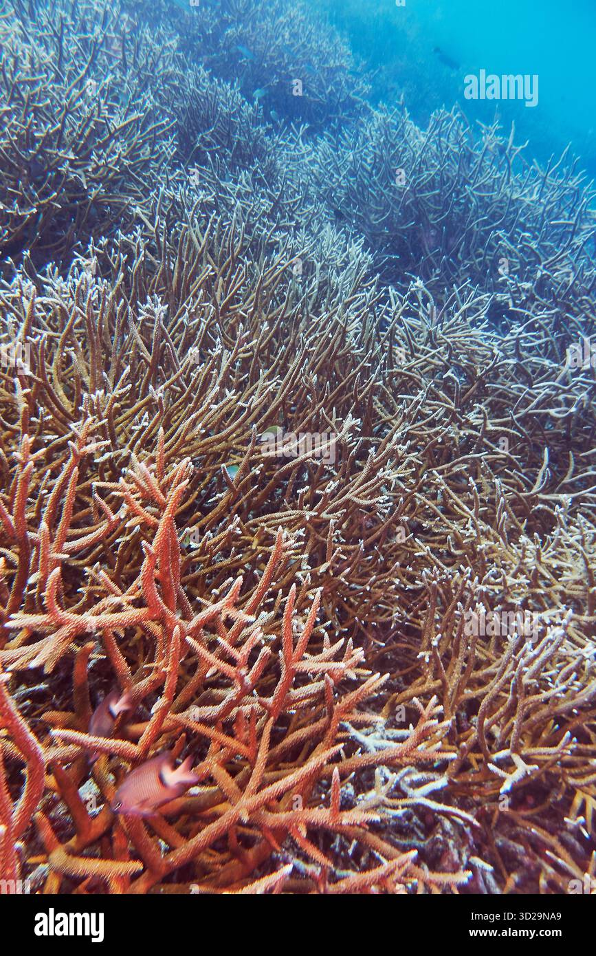 A bed of Acropora species staghorn hard corals on a tropical coral reef ...
