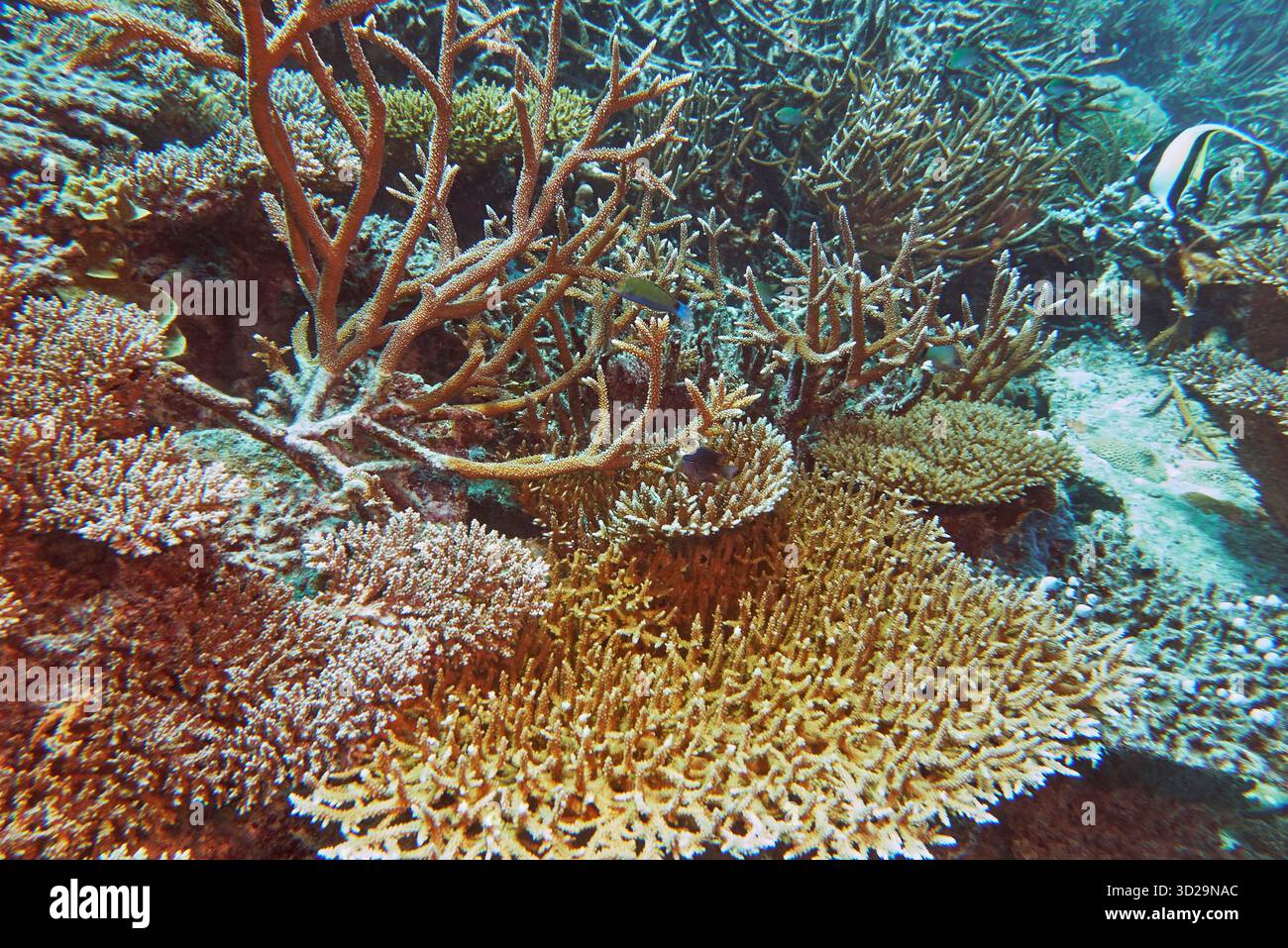 A bed of Acropora species staghorn hard corals on a tropical coral reef ...