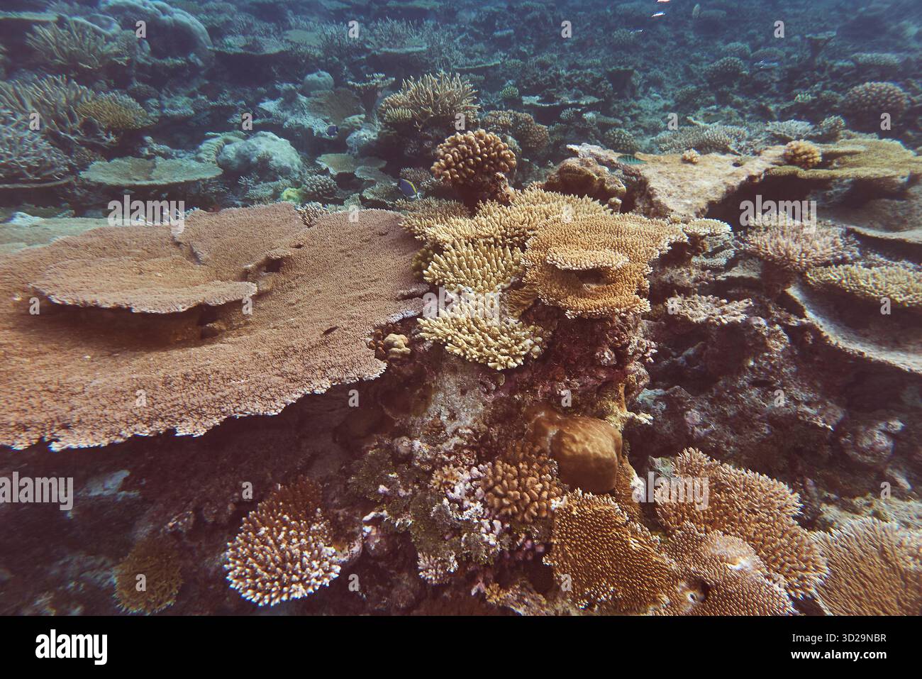 A mix of different Acropora species hard corals, on a coral reef in ...