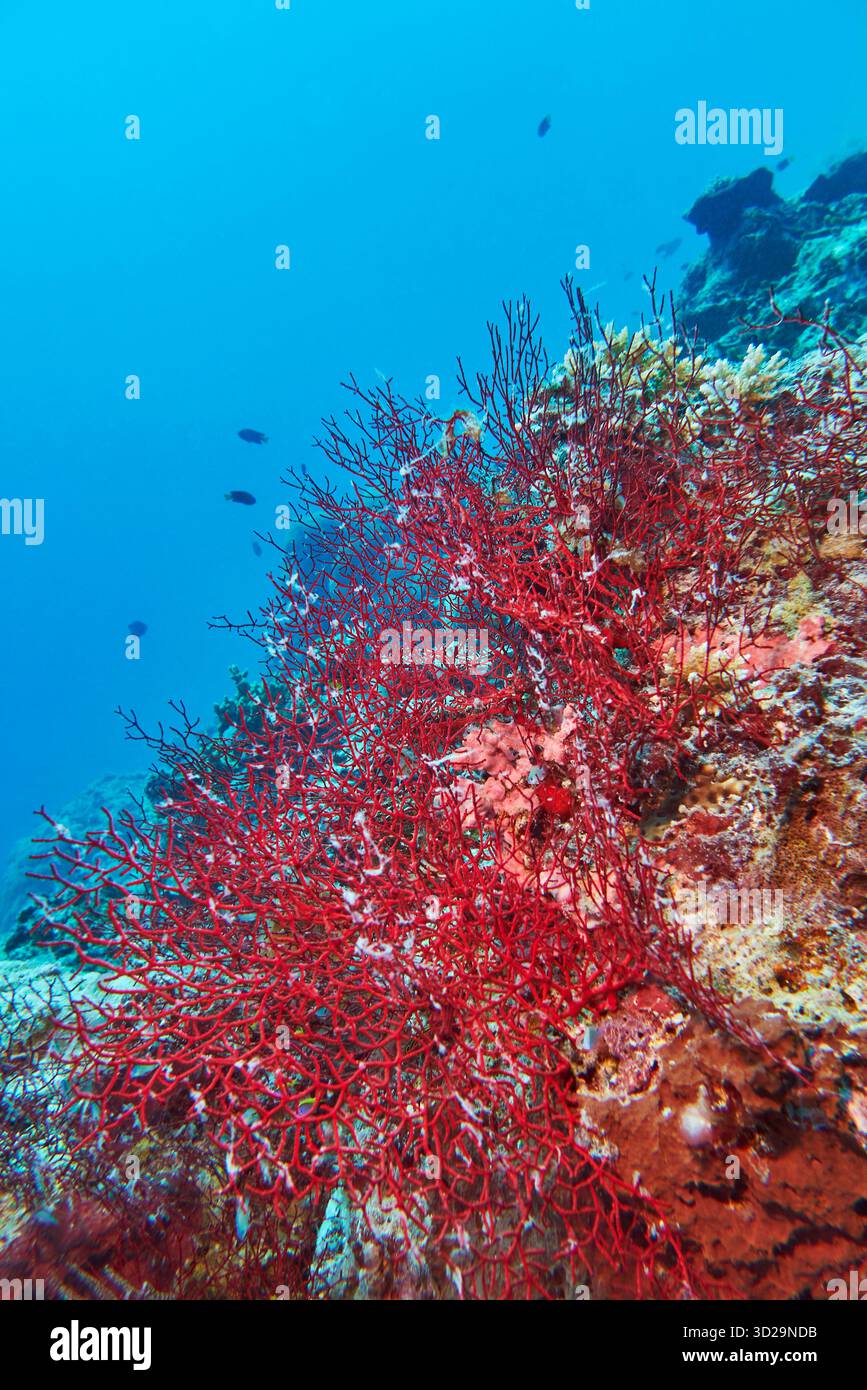 A red Echinogorgia species gorgonian sea fan, a soft coral, on a ...