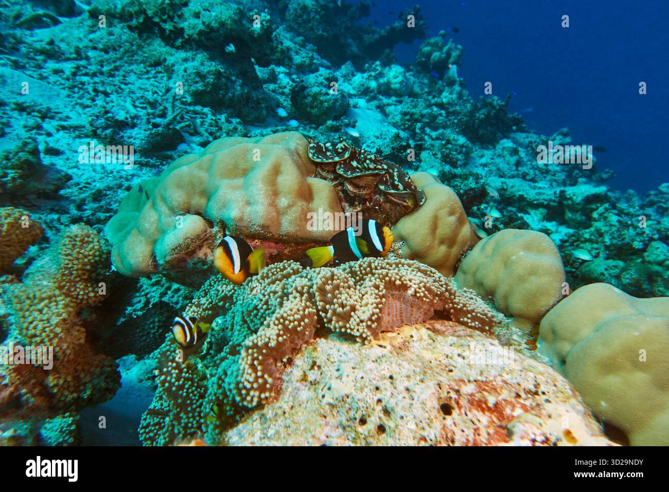 Stichodactyla species sea anemone hi-res stock photography and images ...