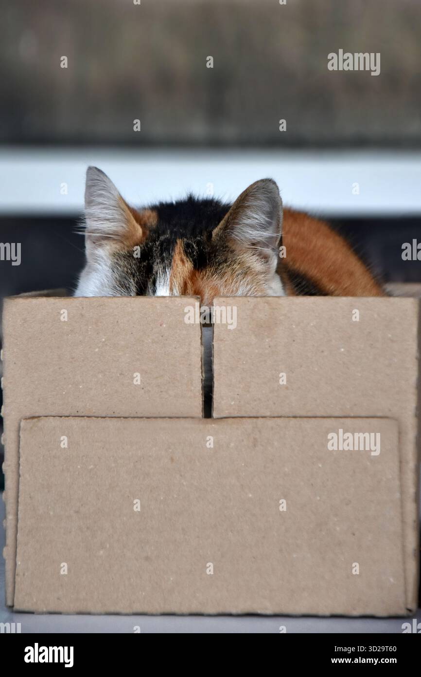 Cat inside a box hi-res stock photography and images - Alamy
