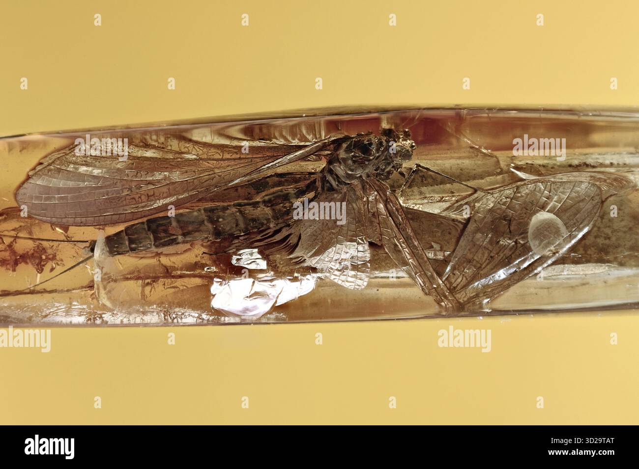 Amber mayfly hi-res stock photography and images - Alamy