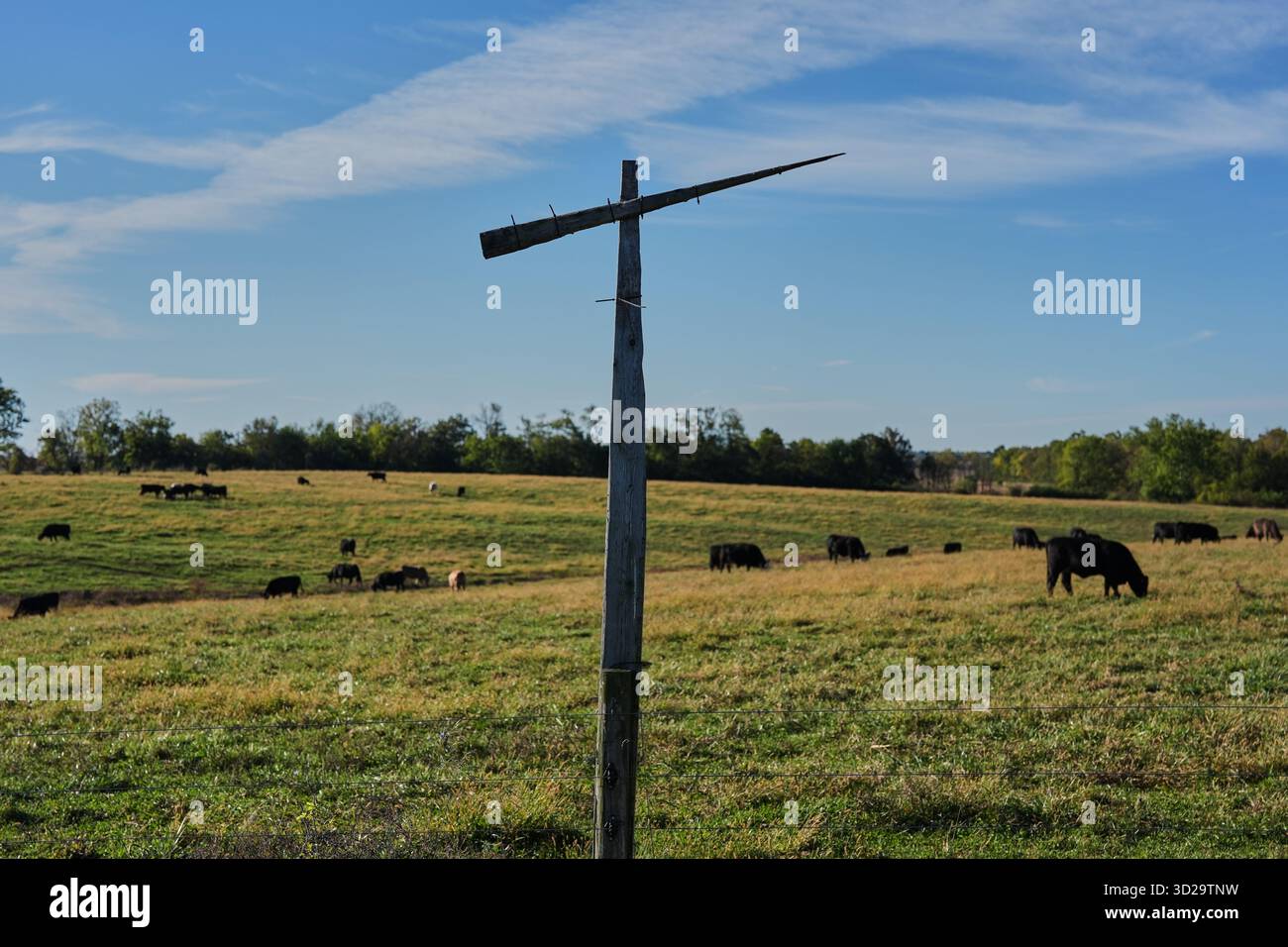 A makeshift cross for a black vulture effigy stands near a field Friday ...