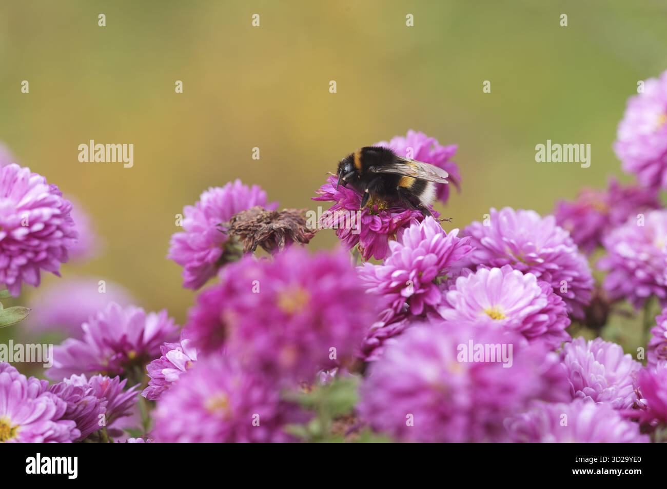 Dark bumblebee (Bombus terrestris), also thick bumblebee or black ...