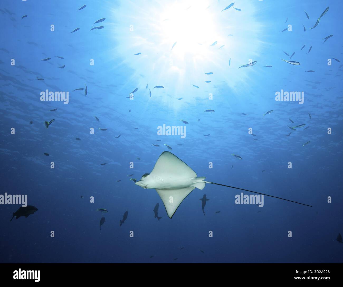 Backlight view of spotted eagle ray (Aetobatus ocellatus) swimming ...