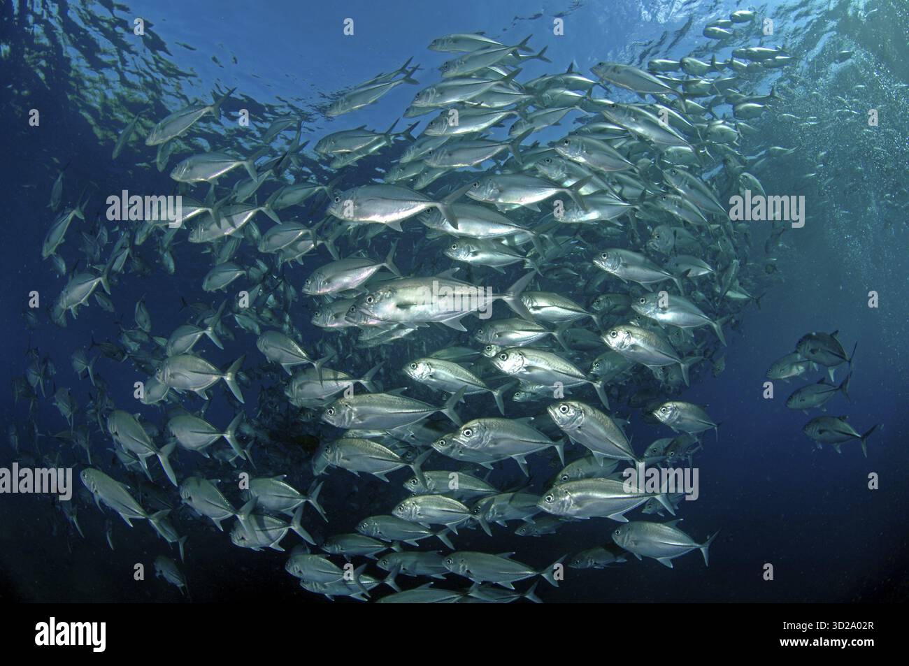 Large flock of bigeye mackerel (Caranx sexfasciatus), Indian Ocean ...