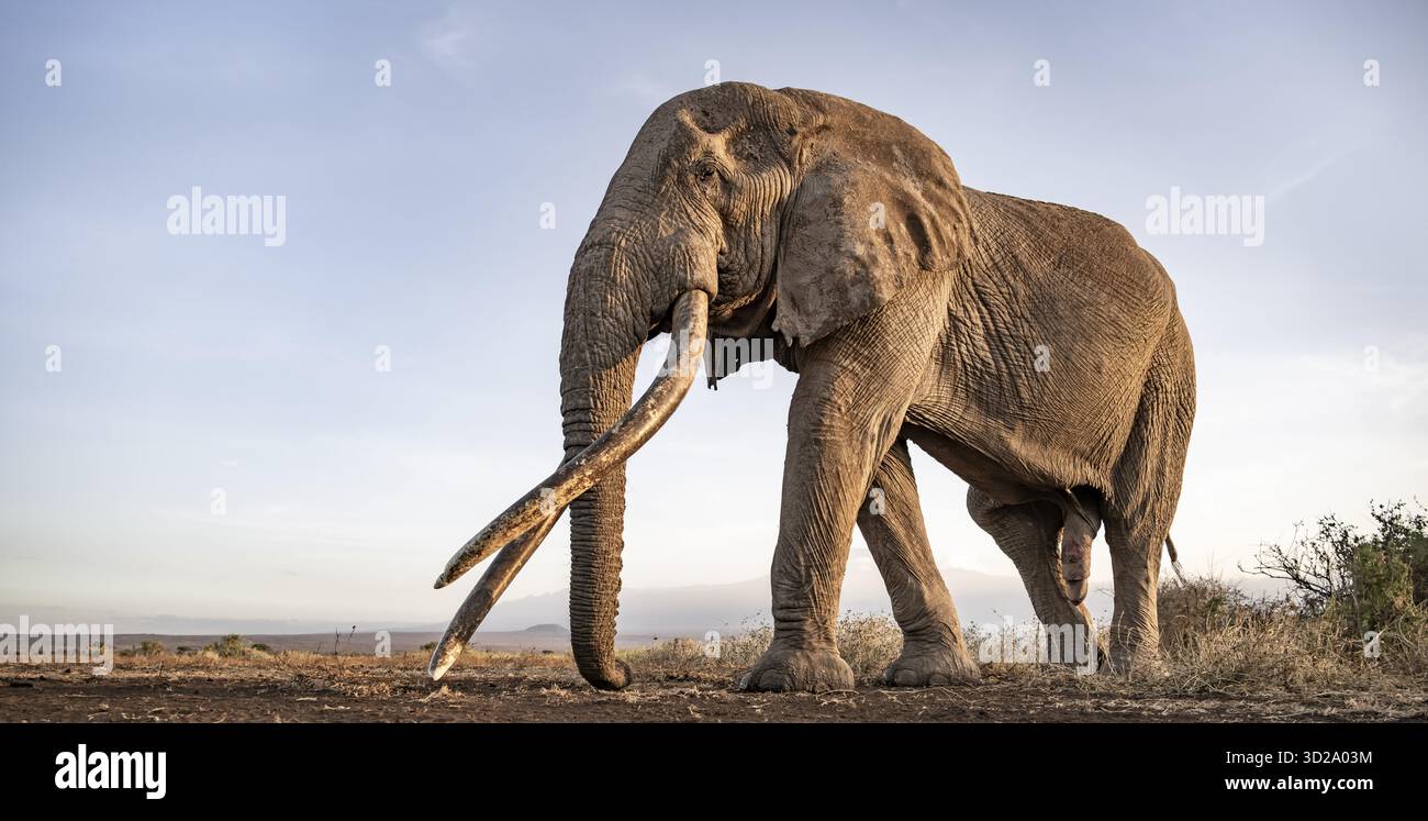 African elephant (Loxodonta africana), the famous Super Tusker elephant ...