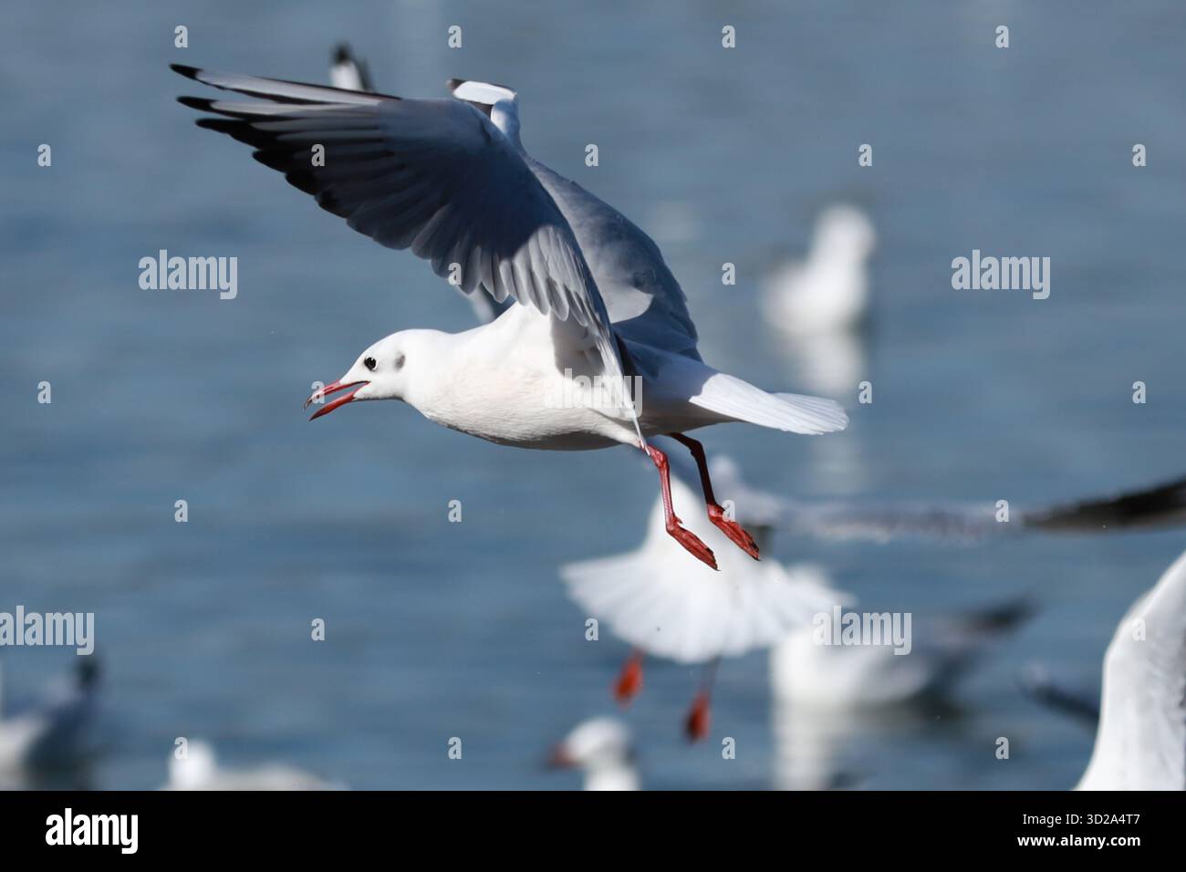 (251031) -- YINCHUAN, Oct. 31, 2025 (Xinhua) -- This photo taken on Oct. 31, 2025 shows black ...