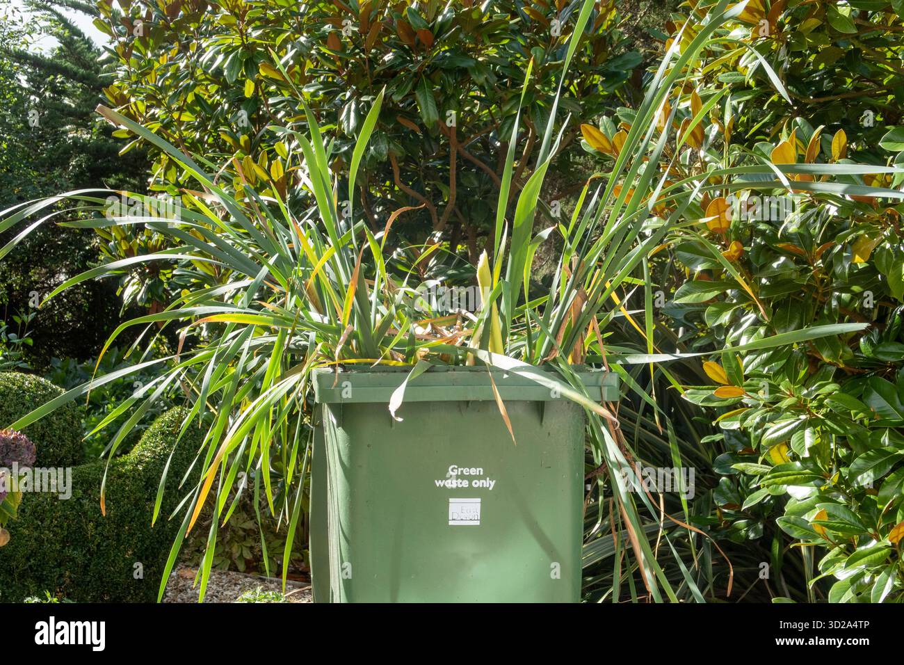 Overflowing green waste bin. Wheelie bin of green waste. Recycling ...
