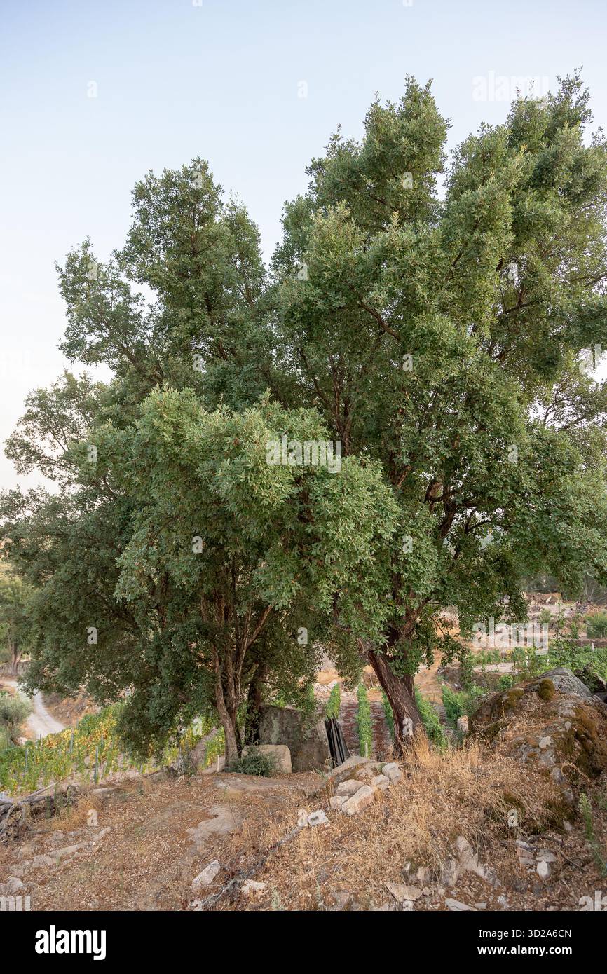 Large mature cork oak trees (Quercus suber) stand on rocky rural ground ...