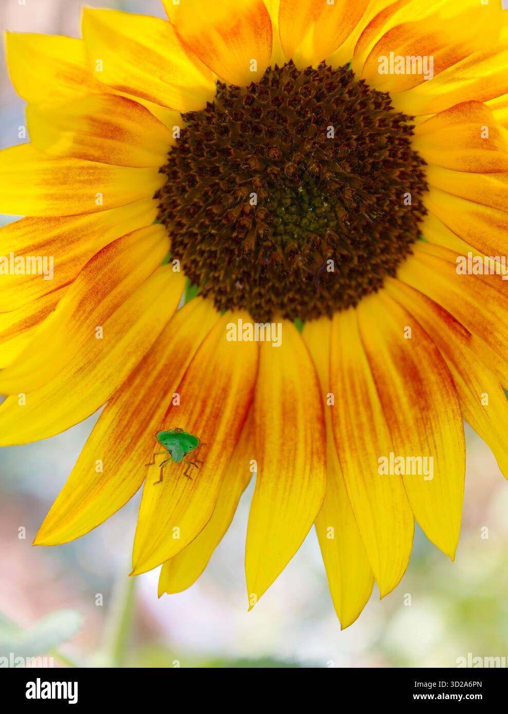 Sunflower with green shield bug Stock Photo - Alamy