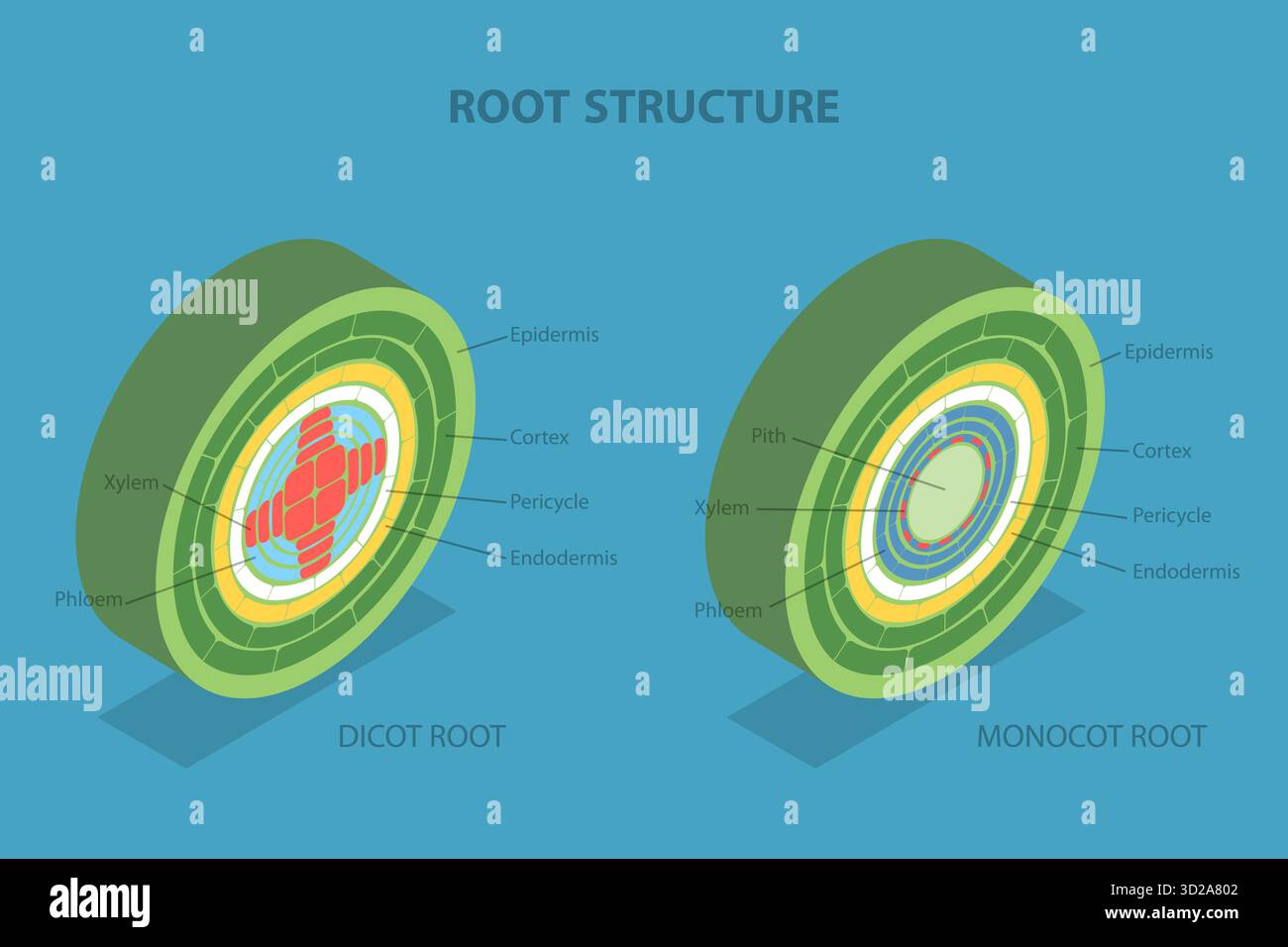 Pflanzenanatomie isometrische hi-res stock photography and images - Alamy
