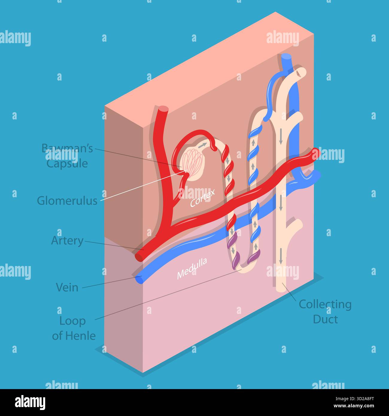 3D Isometric Flat Conceptual Illustration of Structure Nephron of the ...