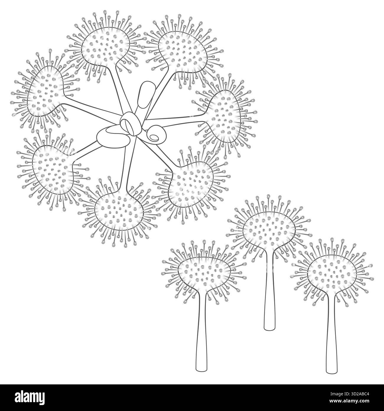 Botany insectivorous plant insectivorous plants Black and White Stock ...