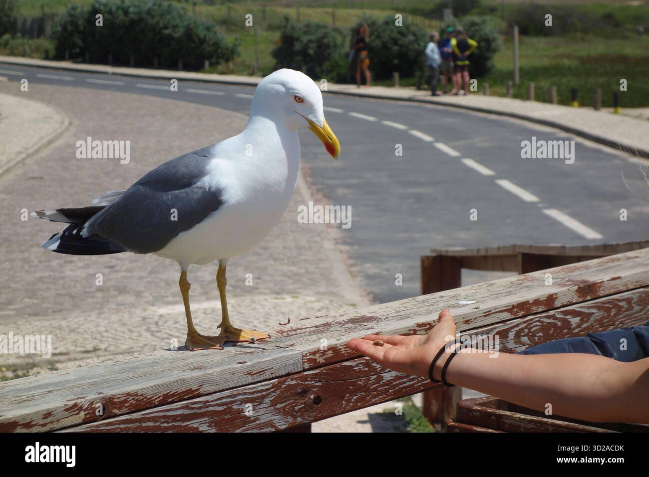 there was always a strong bond between animals and humans a strong bond ...