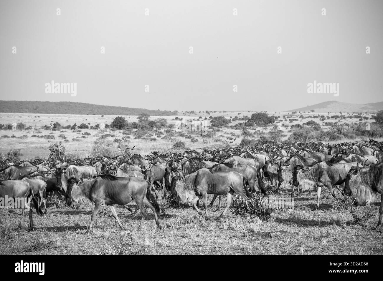 Large group of wildebeest walking through the Maasai Mara savanna ...