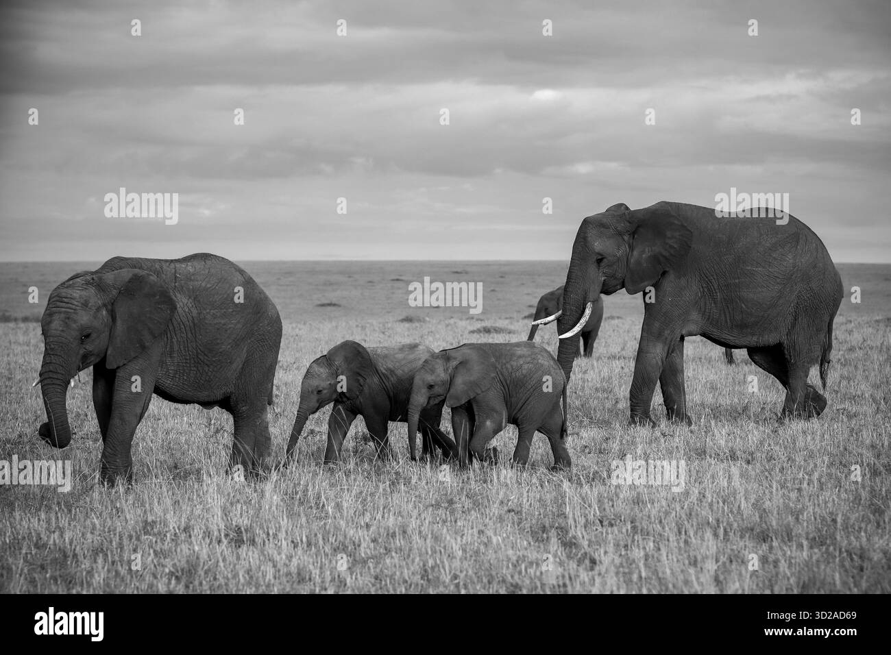 African elephant calves grazing herd Black and White Stock Photos ...