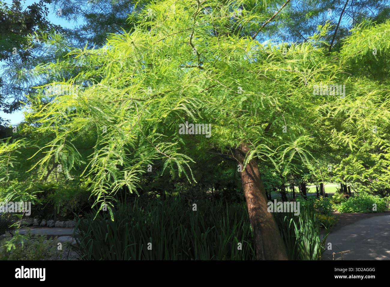 Bald Cypress tree (Taxodium distichum) - also known as swamp cypress is ...