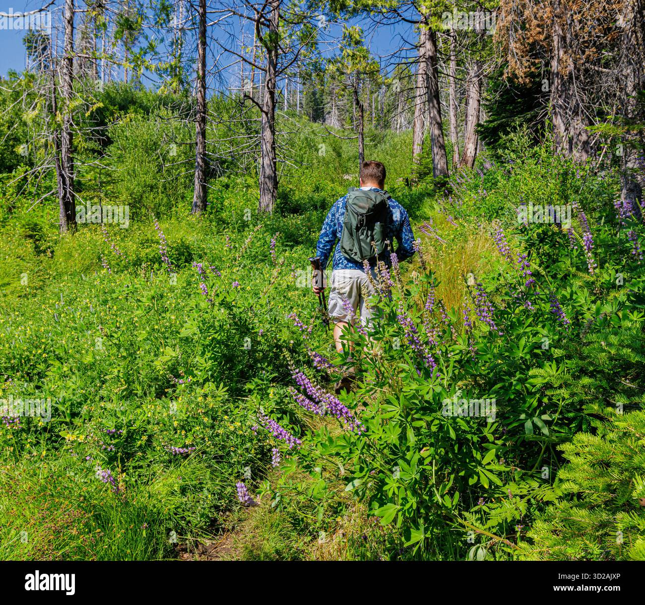 Boole tree trail hi-res stock photography and images - Alamy
