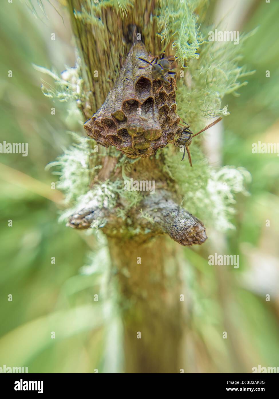 Black paper wasp working in their hive; wide macrophotography captured ...