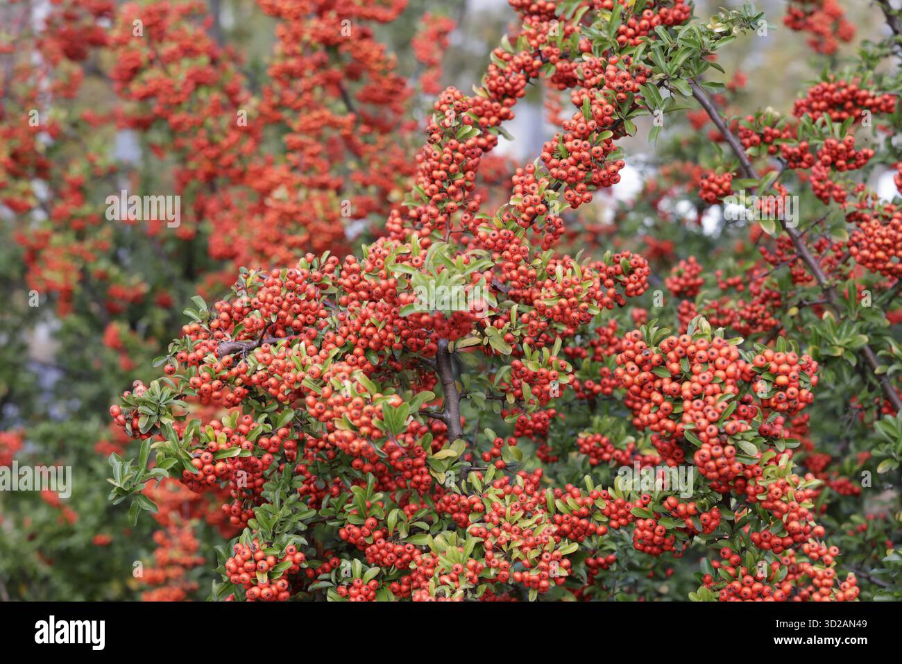 Berlin, Herbst, Vogelbeere, Eberesche oder Vogelbeerbaum Sorbus ...