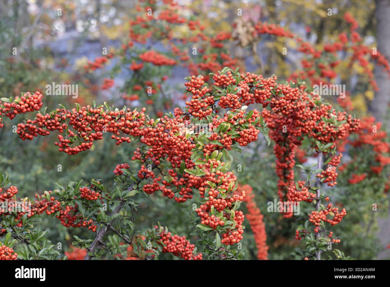 Berlin, Herbst, Vogelbeere, Eberesche oder Vogelbeerbaum Sorbus ...