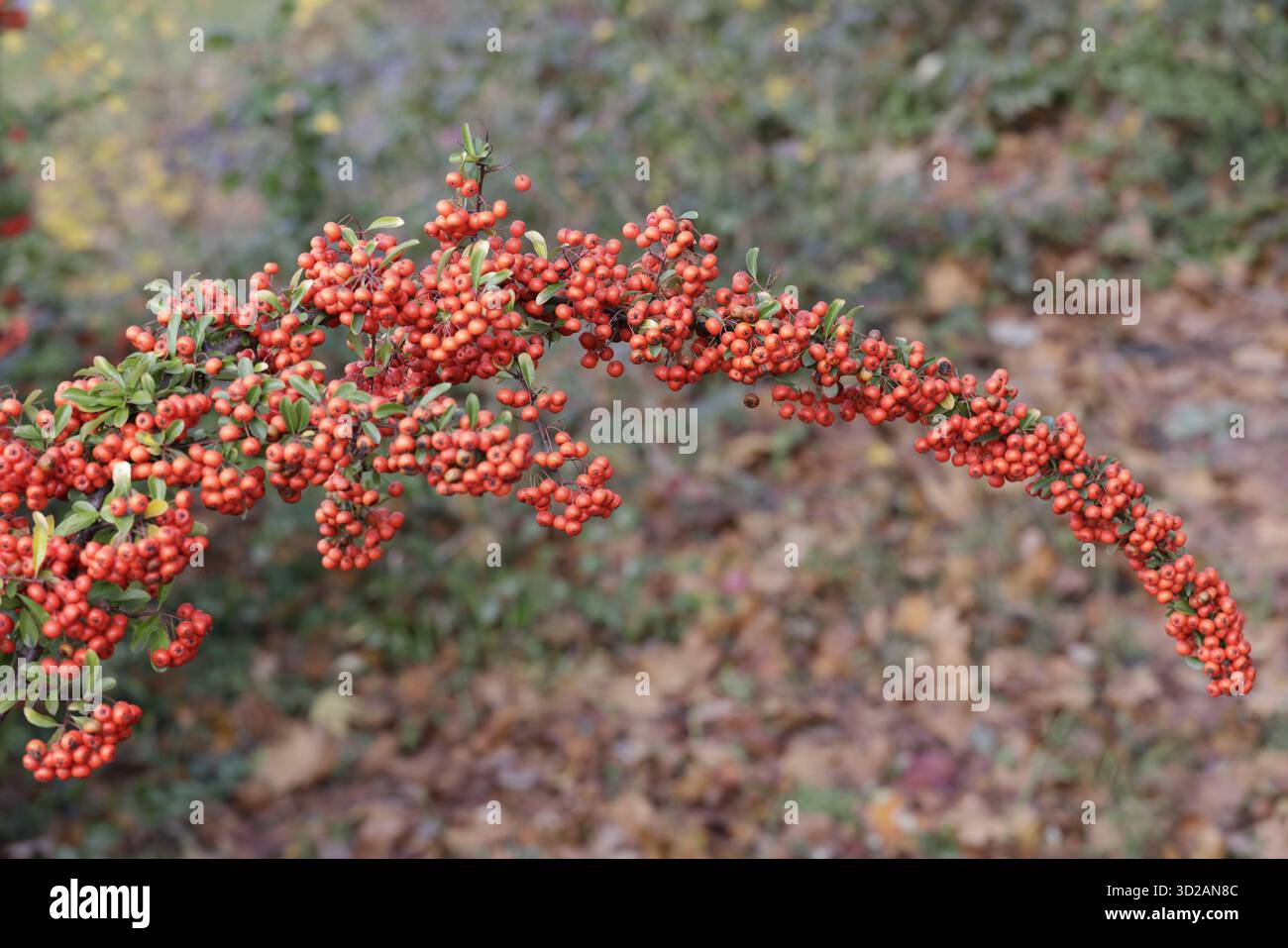Berlin, Herbst, Vogelbeere, Eberesche oder Vogelbeerbaum Sorbus ...