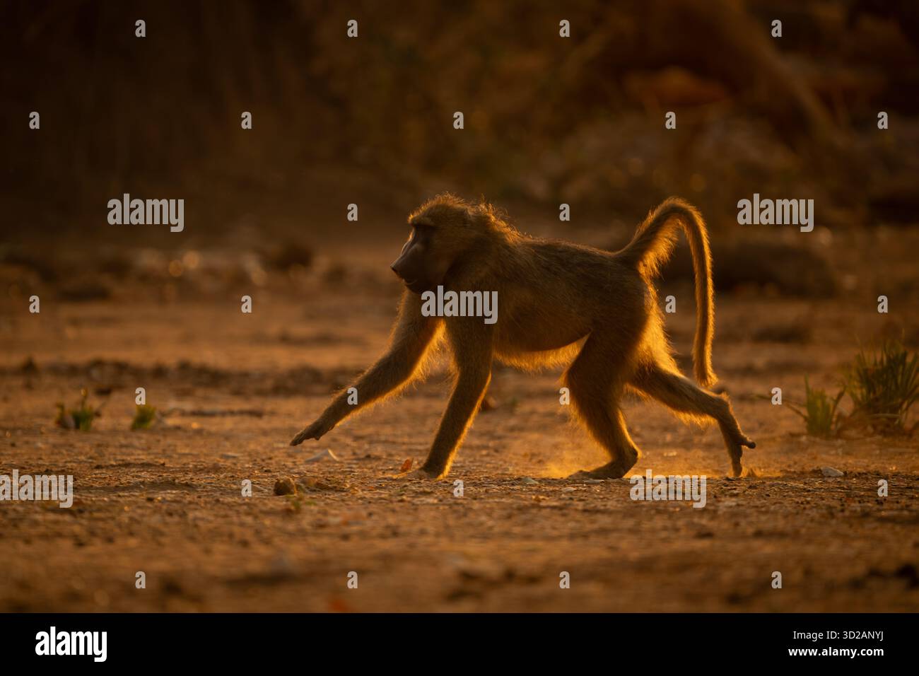Backlit chacma baboon running across dry pan Stock Photo - Alamy