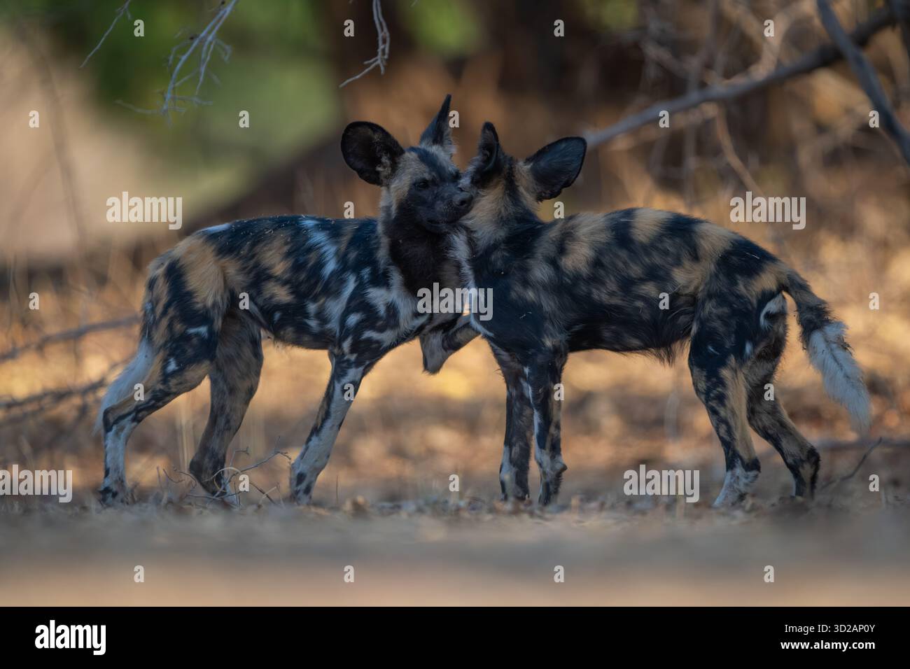 African wild dogs bites neck of another Stock Photo - Alamy