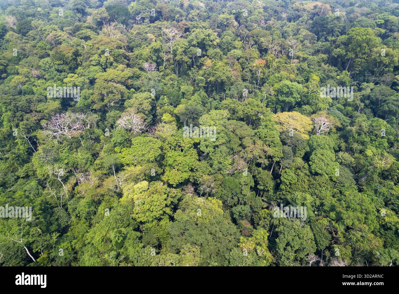 Amazon rainforest trees amazing aerial view in summer sunlight ...